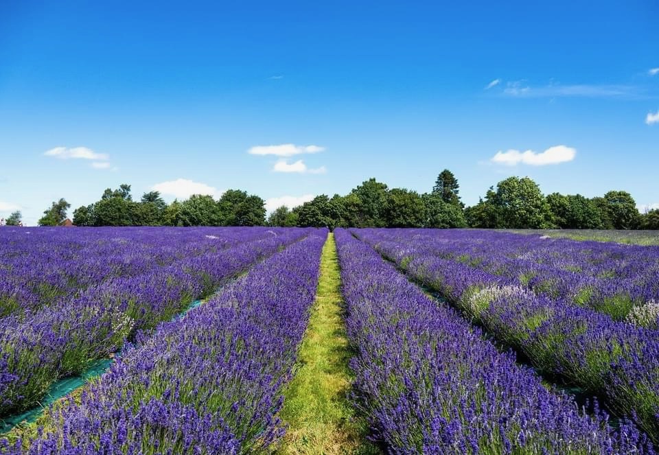 Visiting the farm - Warwickshire Lavender Farm
